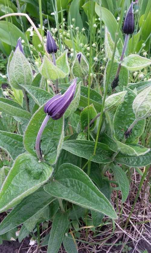 Клематис кустовой голубой цельнолистный