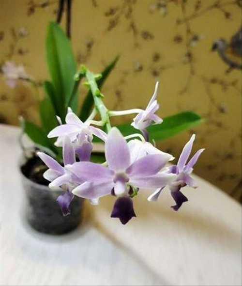 Орхидея фаленопсис Summer Rose Blue Star