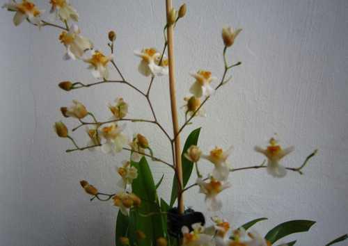 Орхидея Онцидиум Твинкле