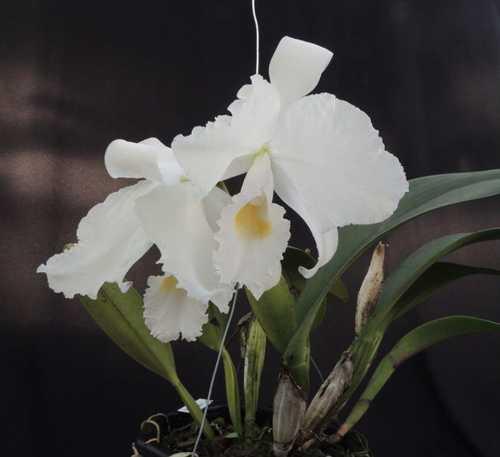 Орхидея каттлея Trianae alba
