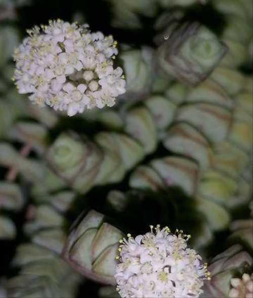 Crassula rupestris. Крассула черенок