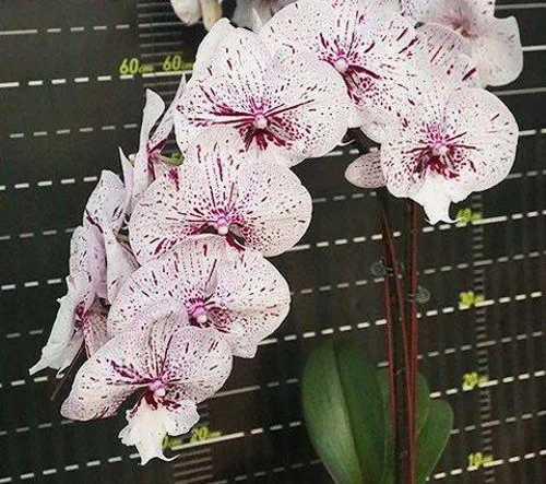 Орхидея фаленопсис биг лип метеор