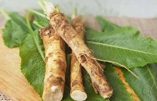 Корень хрена