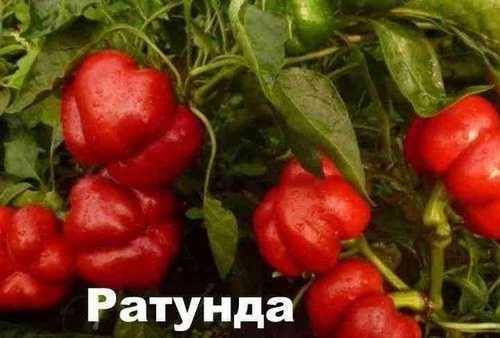 Перец Ратунда