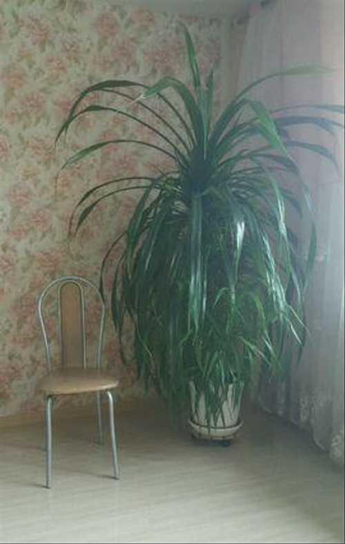 Панданус 180 см