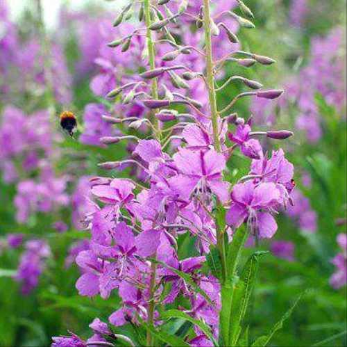 Отдам Бесплатно в Дар Иван Чай Кипрей