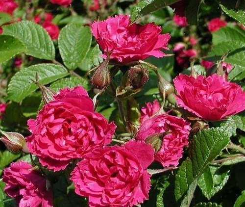 Саженцы Роза ругоза морщинистая (Окс)