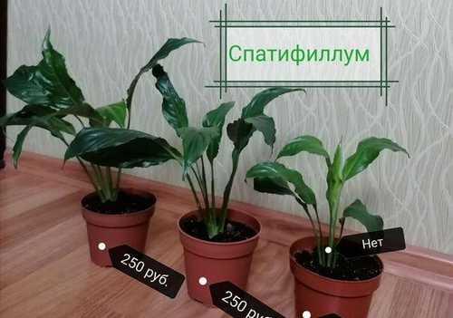 Спатифиллум, драцена, фикус, ктенанта