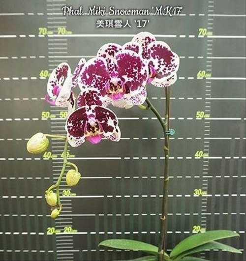 Орхидея Phal. Miki Снеговик 'MK17' 2.5"