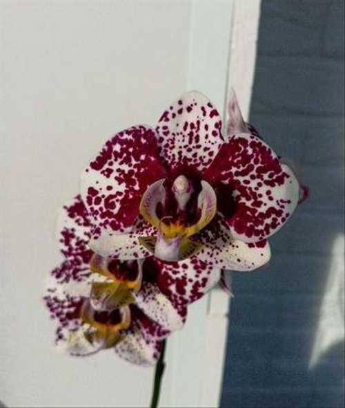 Орхидея фаленопсис сортовой гибрид