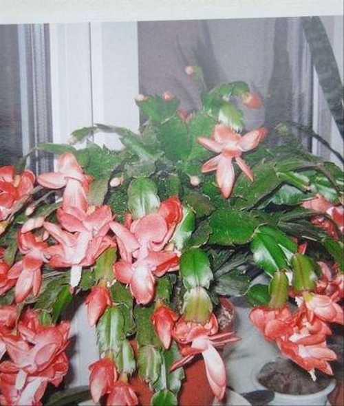 Цветок Декабрист шлюмбергера