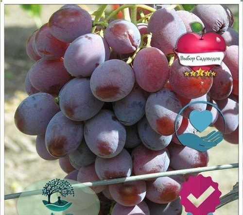 Саженцы виноград Атаман