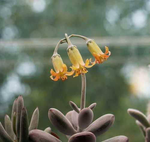 Cotyledon orbiculata