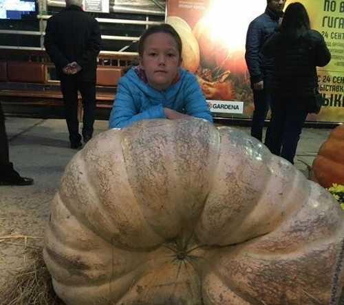 Семена тыквы сорта "Атлантический гигант" 214 кг