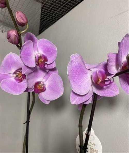 Орхидея королевская 100 см