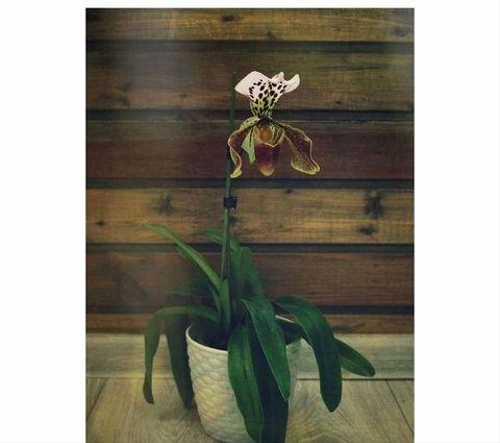 Орхидея Пафиопедилум Американский гибрид