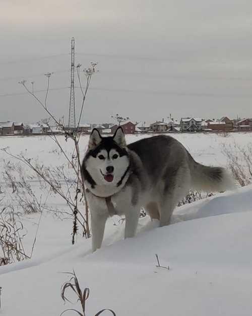Шерсть с хаски