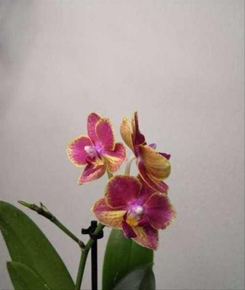 Орхидея фаленопсис Bowdion
