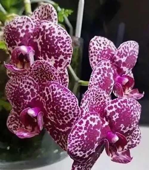 Орхидея фаленопсис Азия разные
