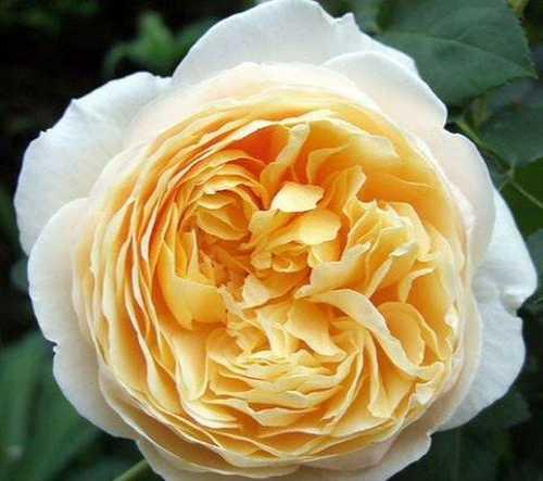 Саженцы розы English Rose инглиш гарден
