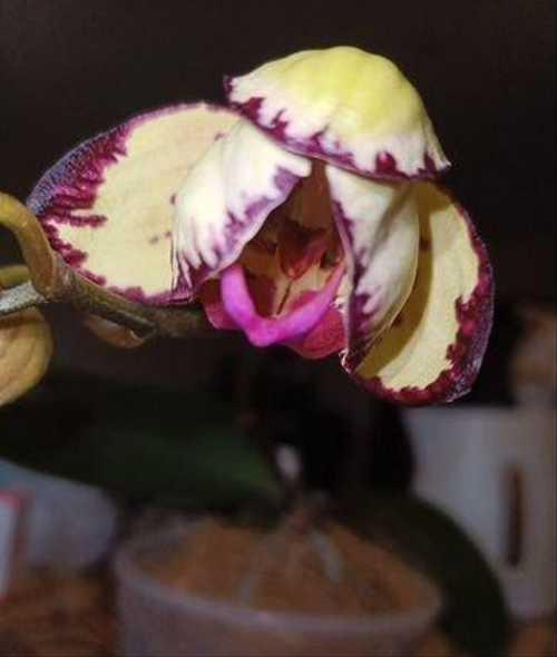 Орхидея фаленопсис P. Miki Crown '16'