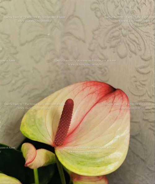 Антуриум Экзота Anthurium Exota