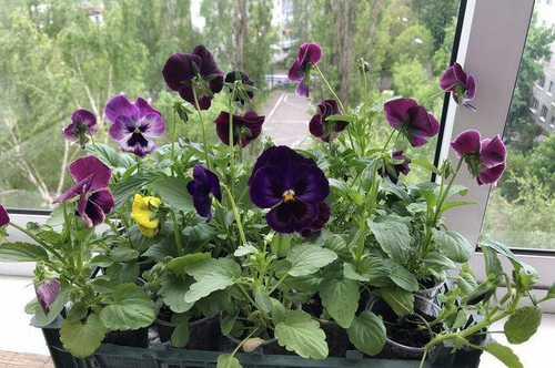 Рассада цветов анютины глазки