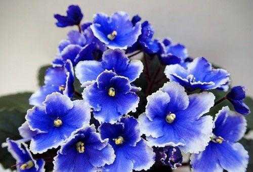 Фиалка Optimara myDarling