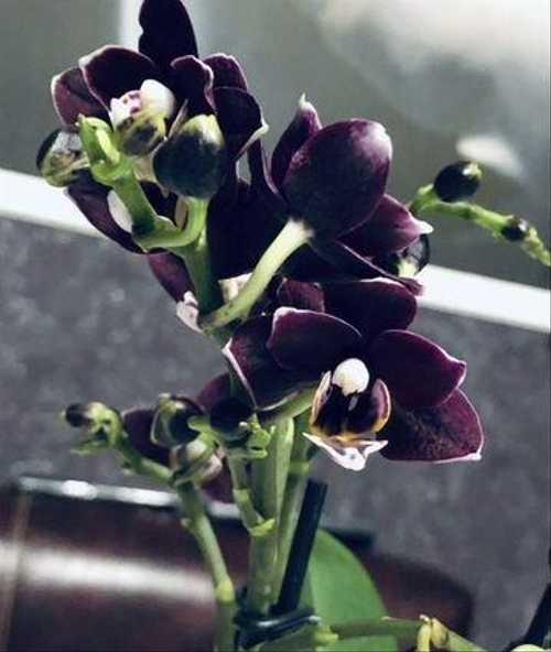 Орхидея фаленопсис чёрная