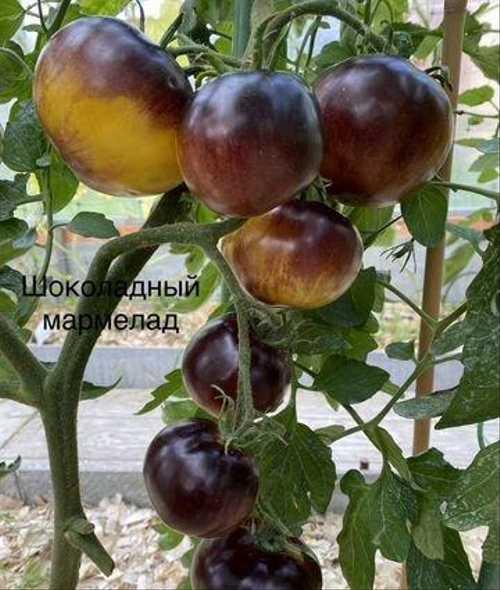 Семена коллекционных томатов. Часть 5