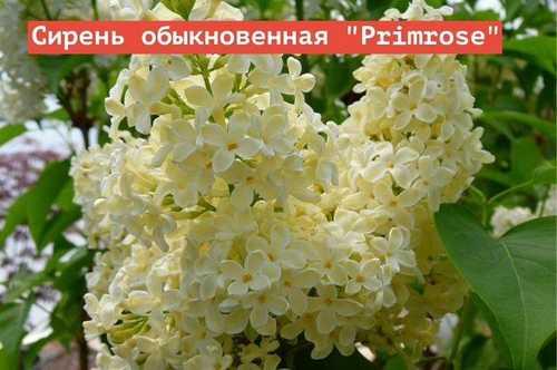 Сирень обыкновенная Primrose /С3