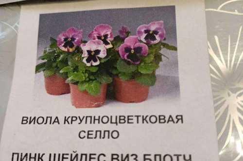 Семена фиалок - виолы