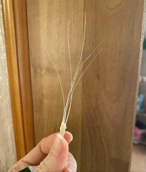 Усы кота