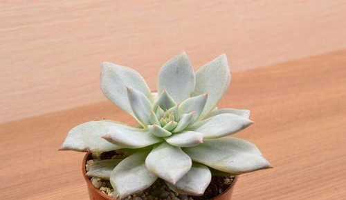 Echeveria Blue Bird (Эхеверия) (SCT28176)