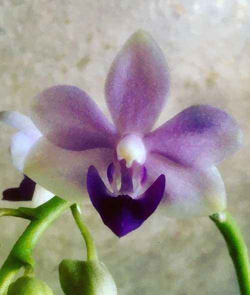 Орхидея Summer Rose “Blue Star”