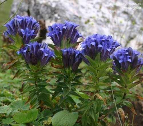 Семена редких почвопокровных и альпийских растений