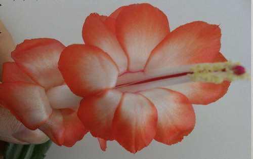 Декабрист Schlumberga Sunset Dancer 1 саженец