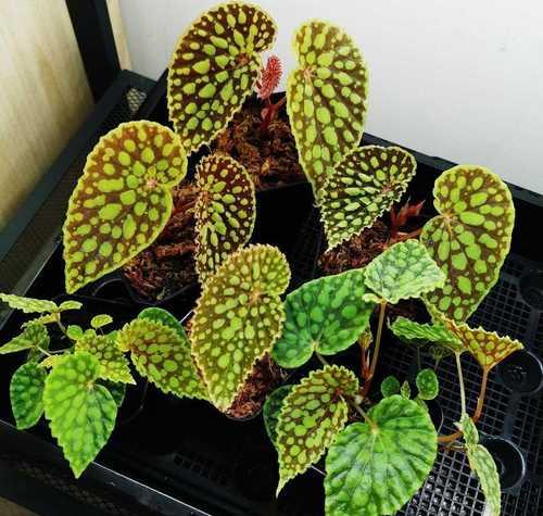 Бегония Begonia Chlorosticta Red Form