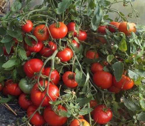 Монгольский Карлик томат семена