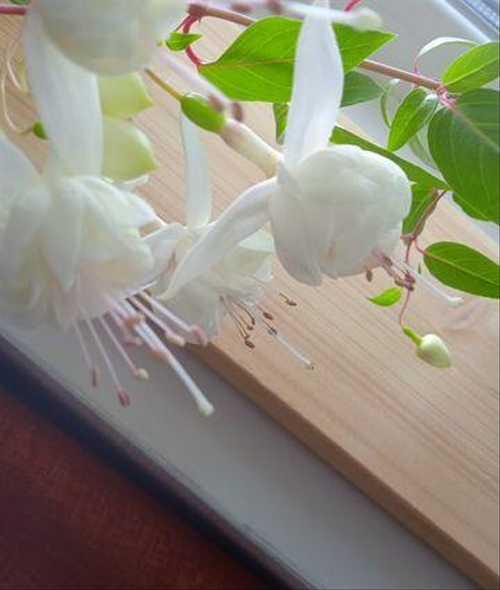 Фуксия сортовая