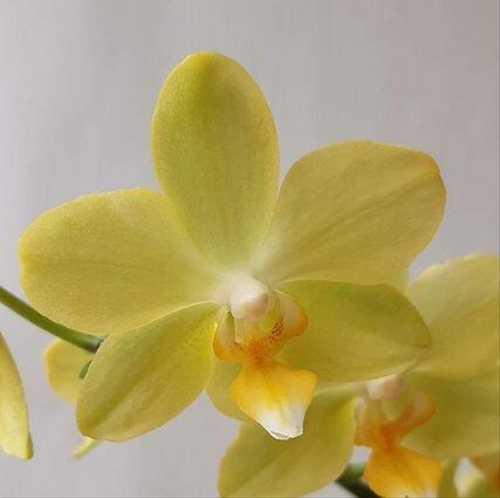 Орхидея фаленопсис миди лимонно-жёлтая