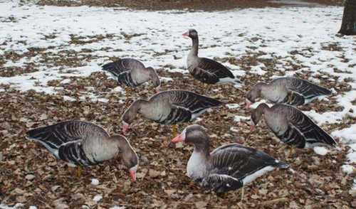 Гусиные профиля увеличенные в 2 раза