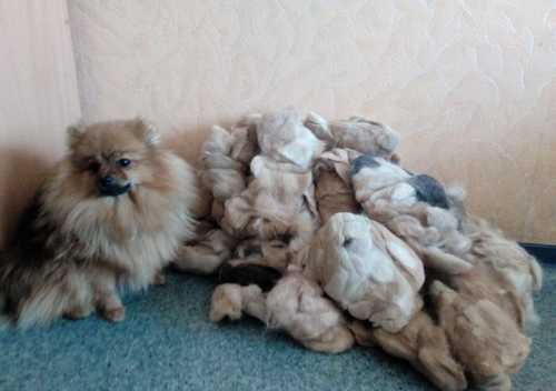 Шерсть собачья