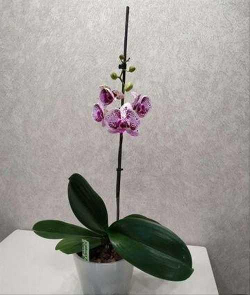 Орхидея фаленопсис Элегант Бьюти