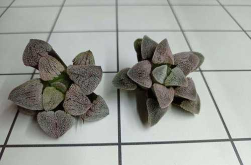 Коллекционная Haworthia pygmaea Snow Sato / Хаворт