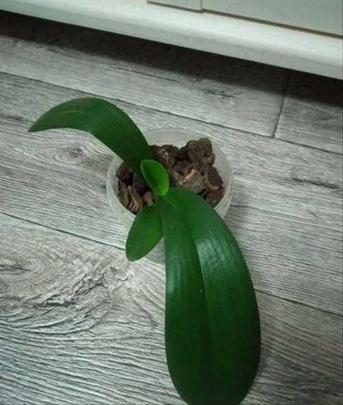 Орхидея Дикий Кот (детка)