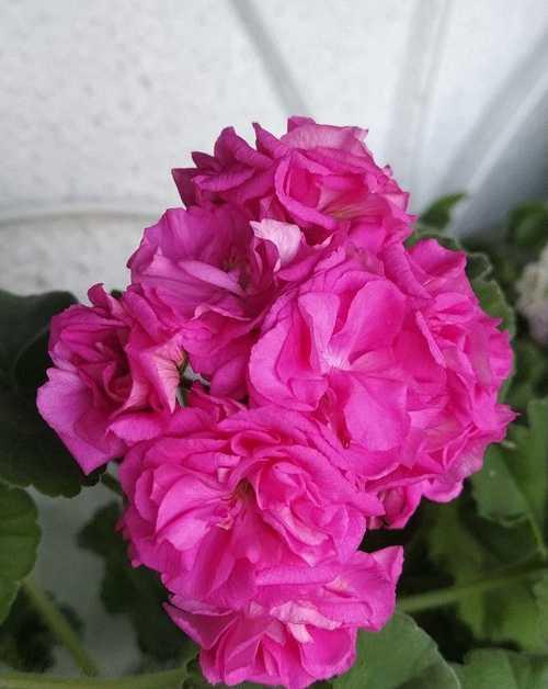 Пеларгония герань Lara Harmony