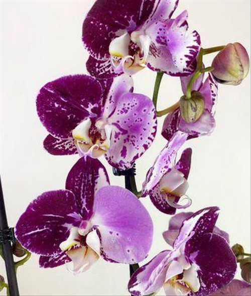 Орхидея фаленопсис мутант