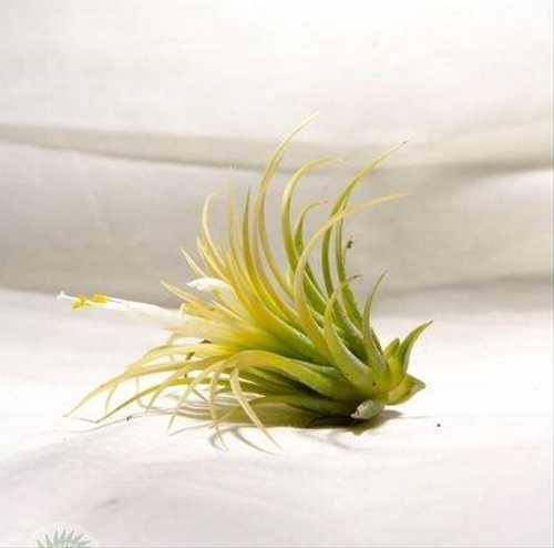 Tillandsia Ionantha Druid M