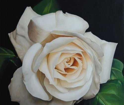 Картина маслом для интерьера на холсте "Белая роза